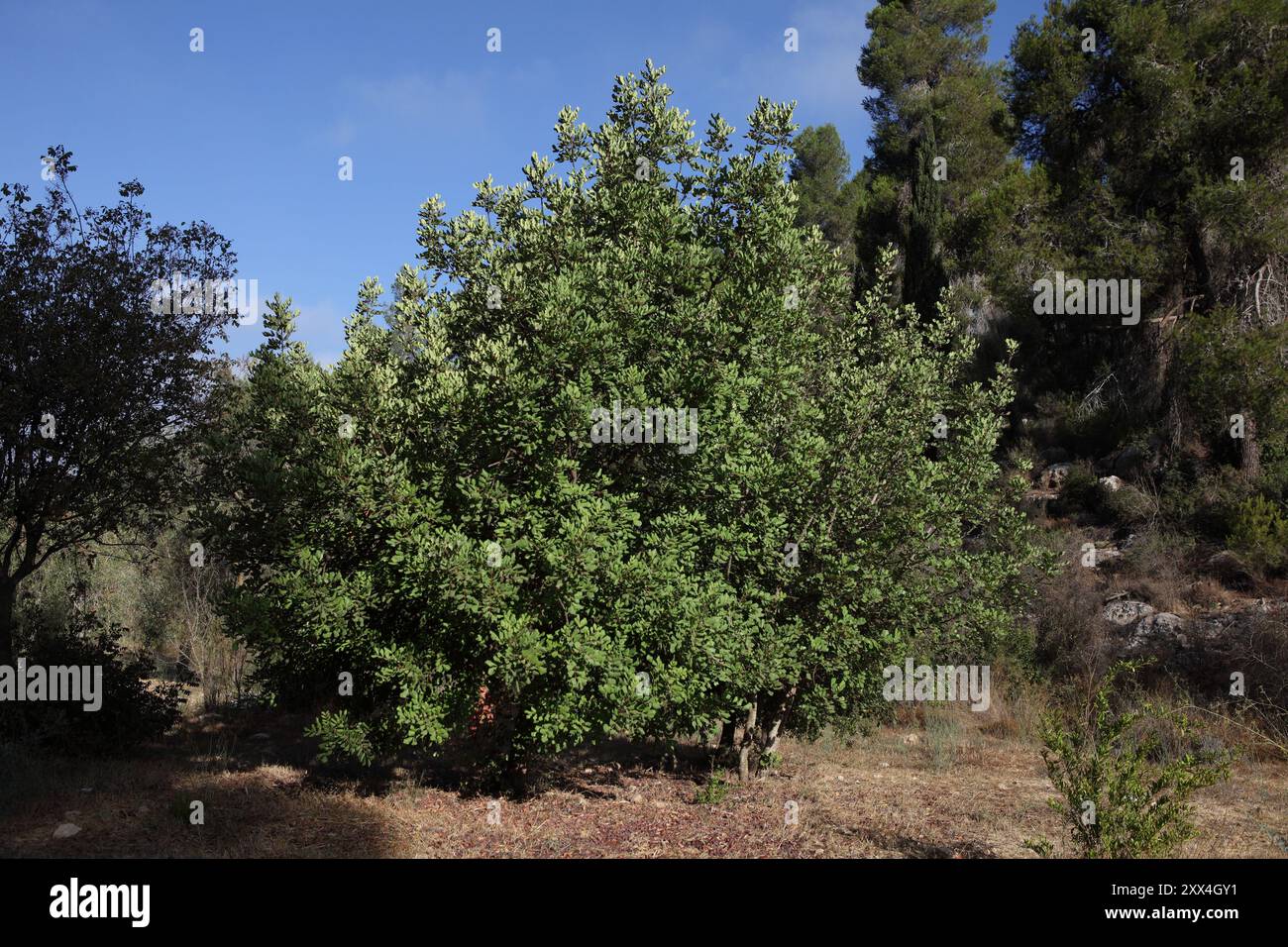 Carob Tree, St. John's Bread or Ceratonia Siliqua, flowering evergreen ...