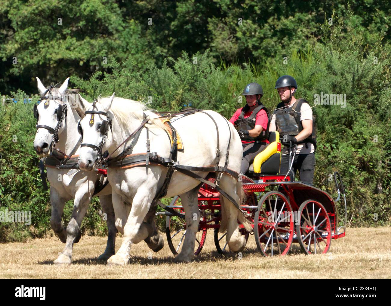 Carriage Driving Competition in Charente, France featuring a team of ...