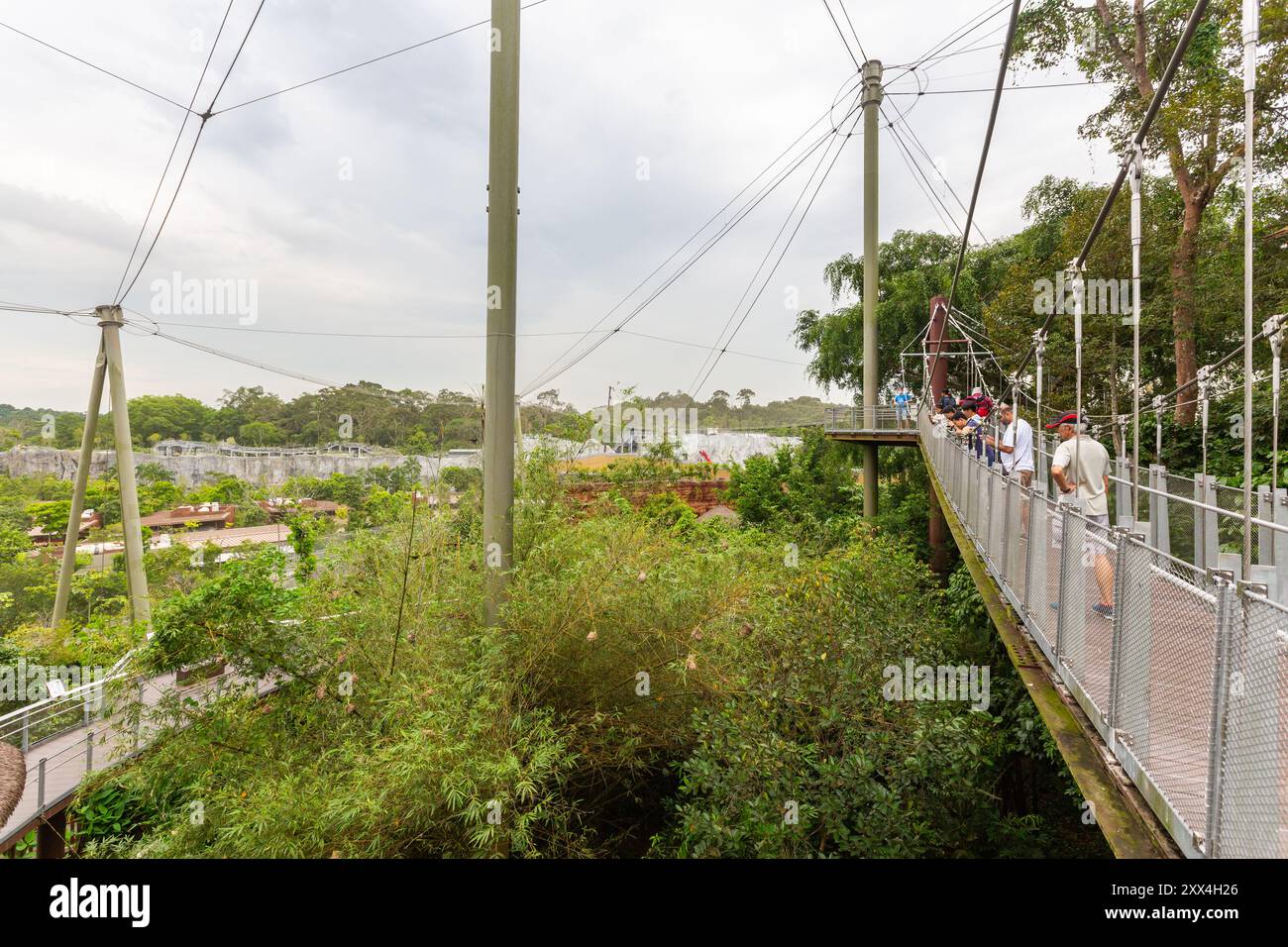 Link bridge and plentiful of bird nests on the top of the trees allow ...