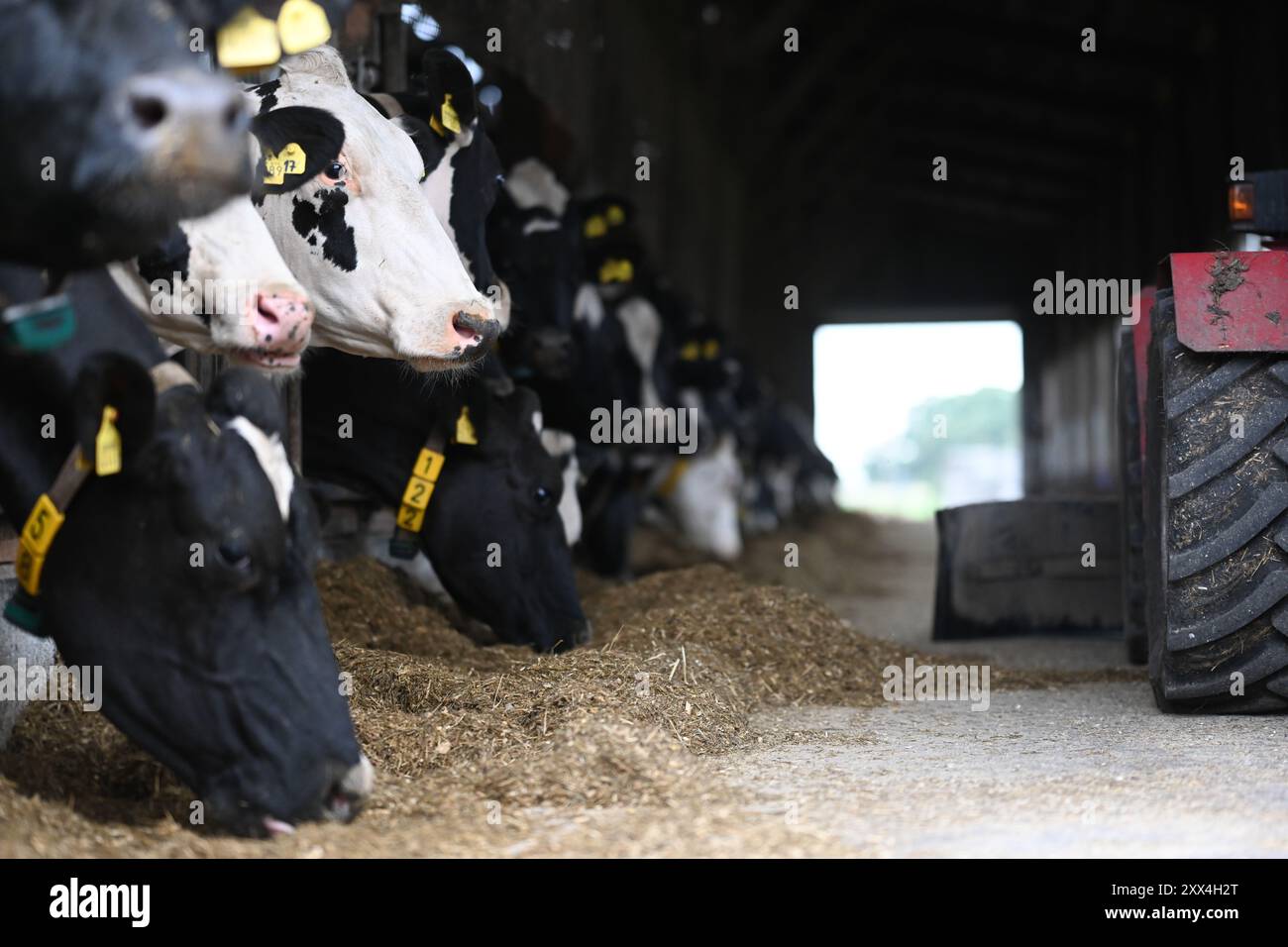 PRODUCTION - 22 August 2024, Lower Saxony, Bunde: Dairy cows stand side ...