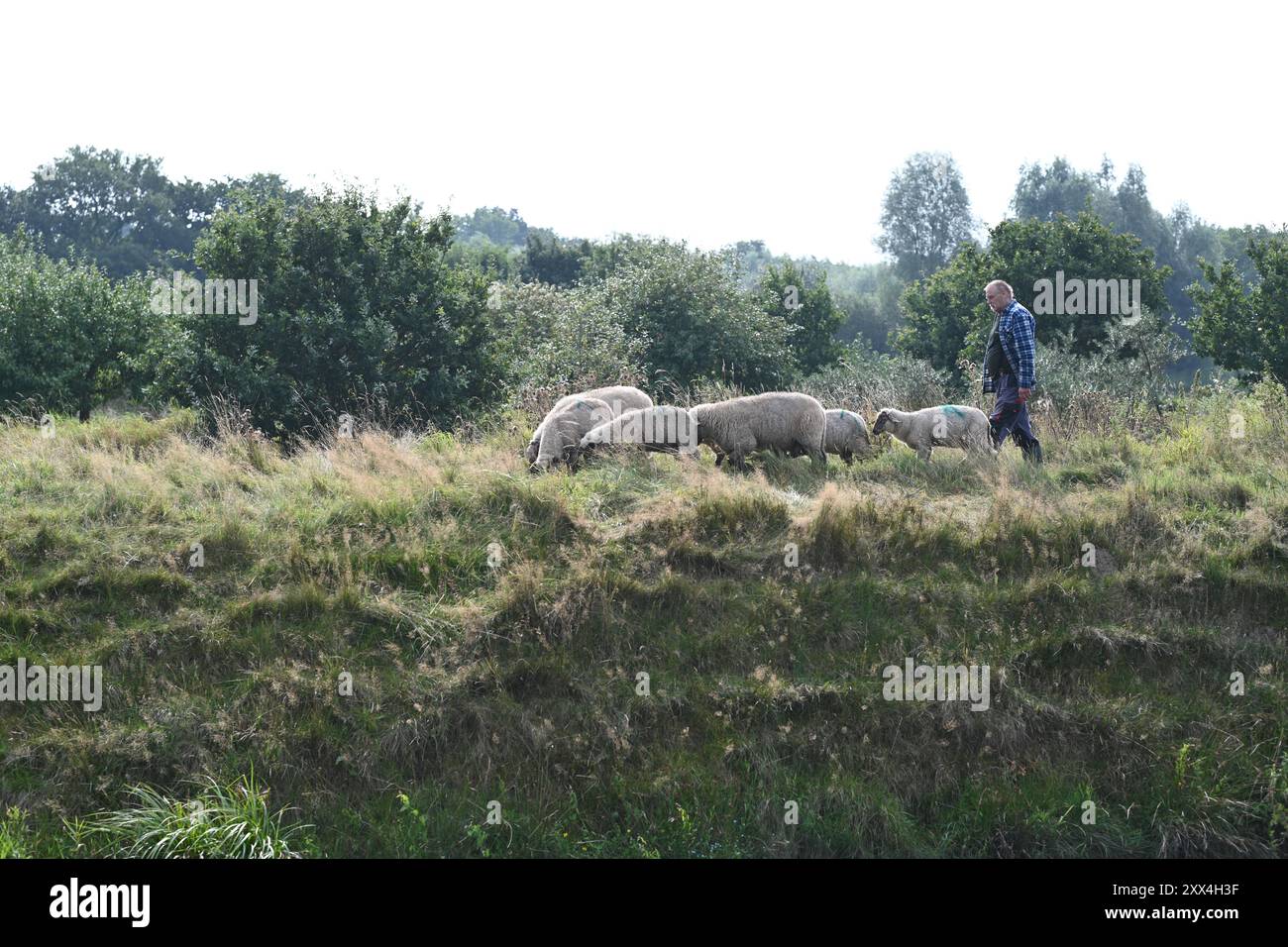 Bluetongue disease sheep hi-res stock photography and images - Alamy