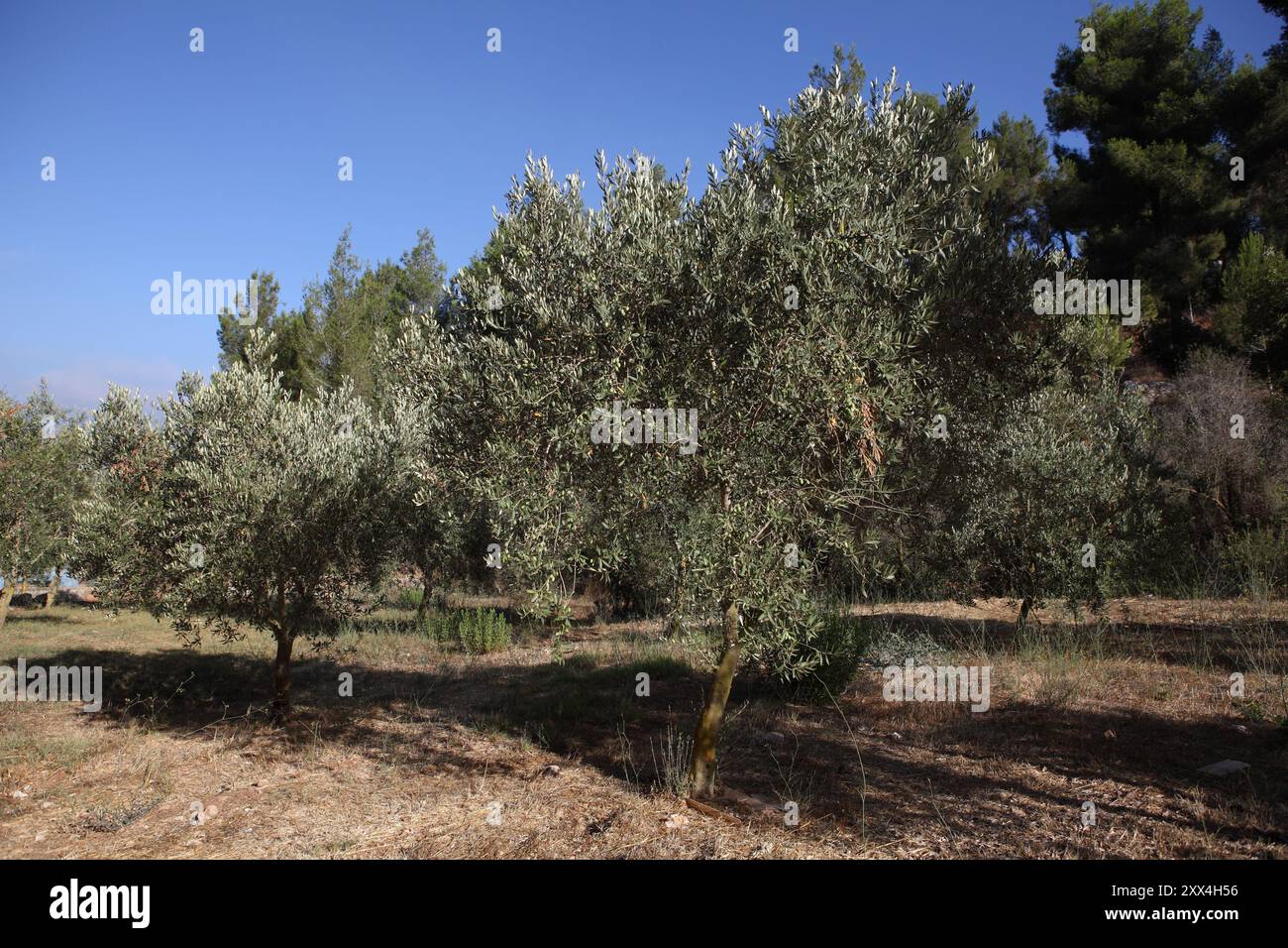 Olive Tree or Olea Europaea, of the Oleaceae family, an orchard of ...
