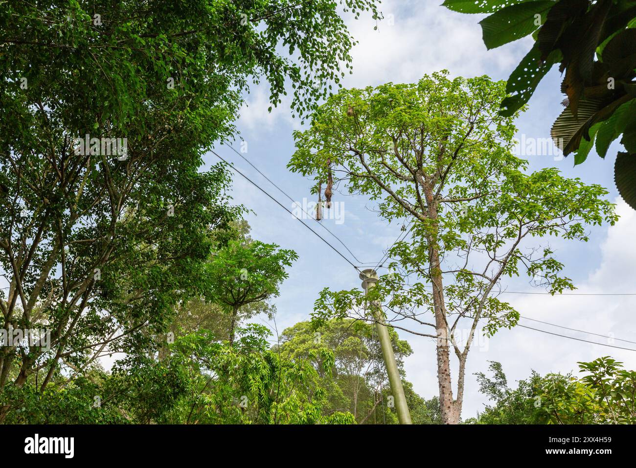 Bird nests hanging high up on tree. Bird Paradise. Singapore Stock Photo - Alamy