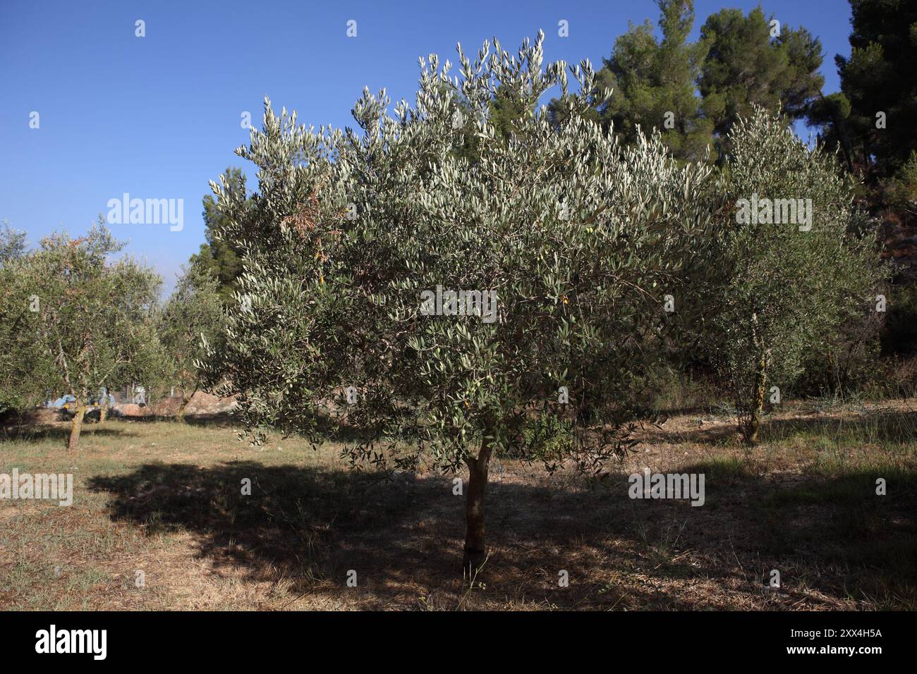Olive Tree or Olea Europaea, of the Oleaceae family, an orchard of ...