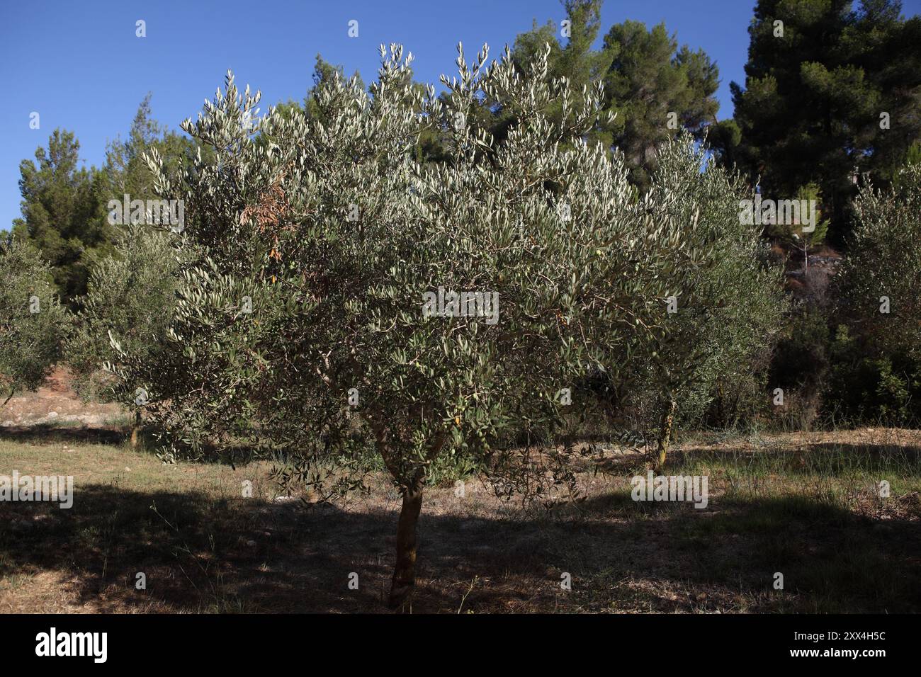 Olive Tree or Olea Europaea, of the Oleaceae family, an orchard of ...