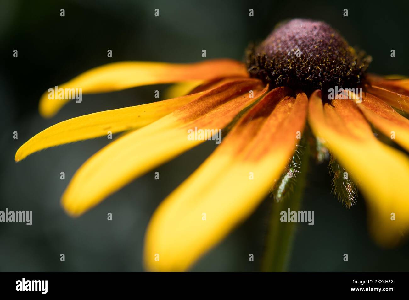 Black Eyed Susan flower close up and shallow depth of field Stock Photo ...