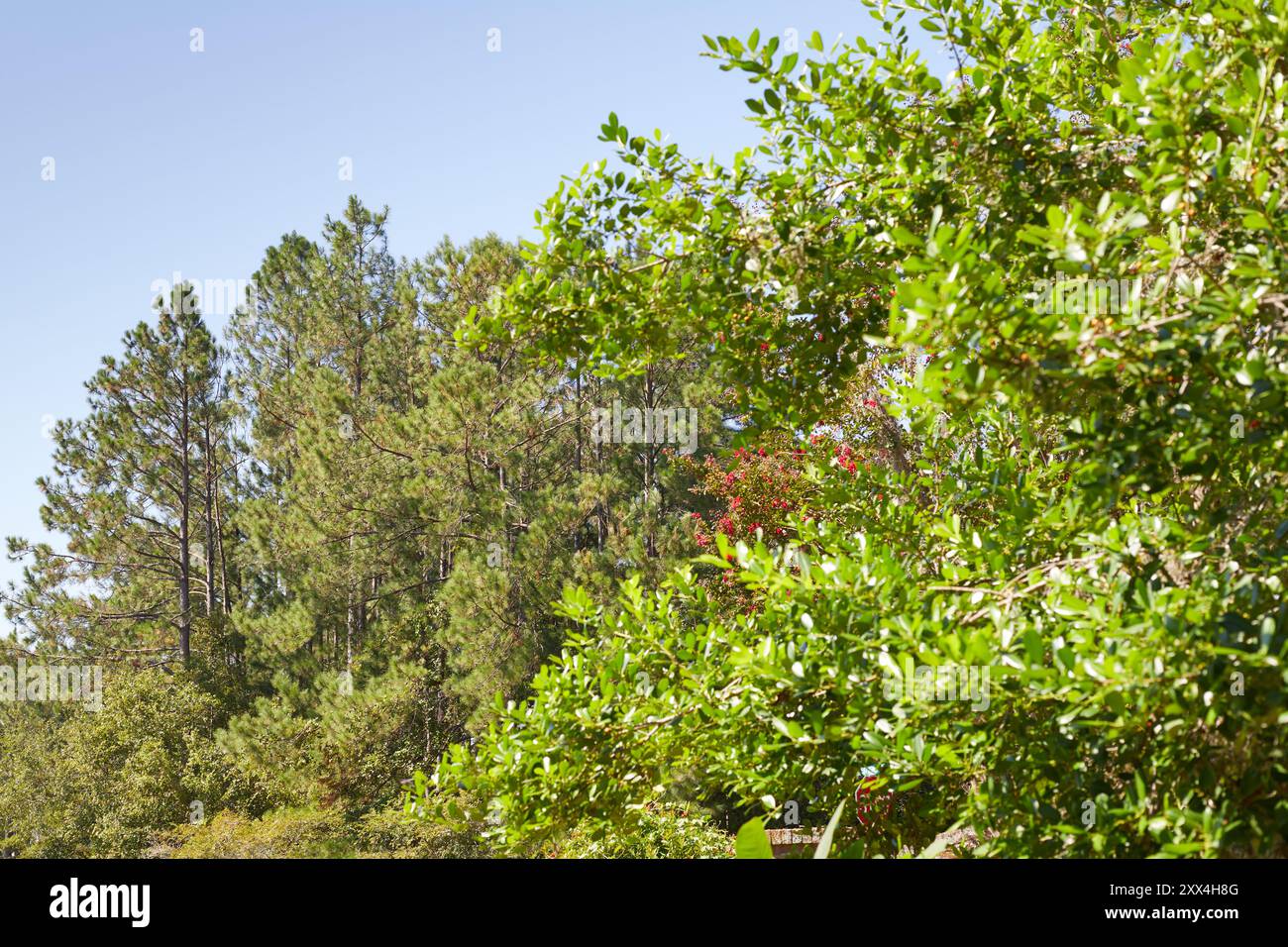 Countryside tree scape photos on a summers day in South Eastern Georgia ...