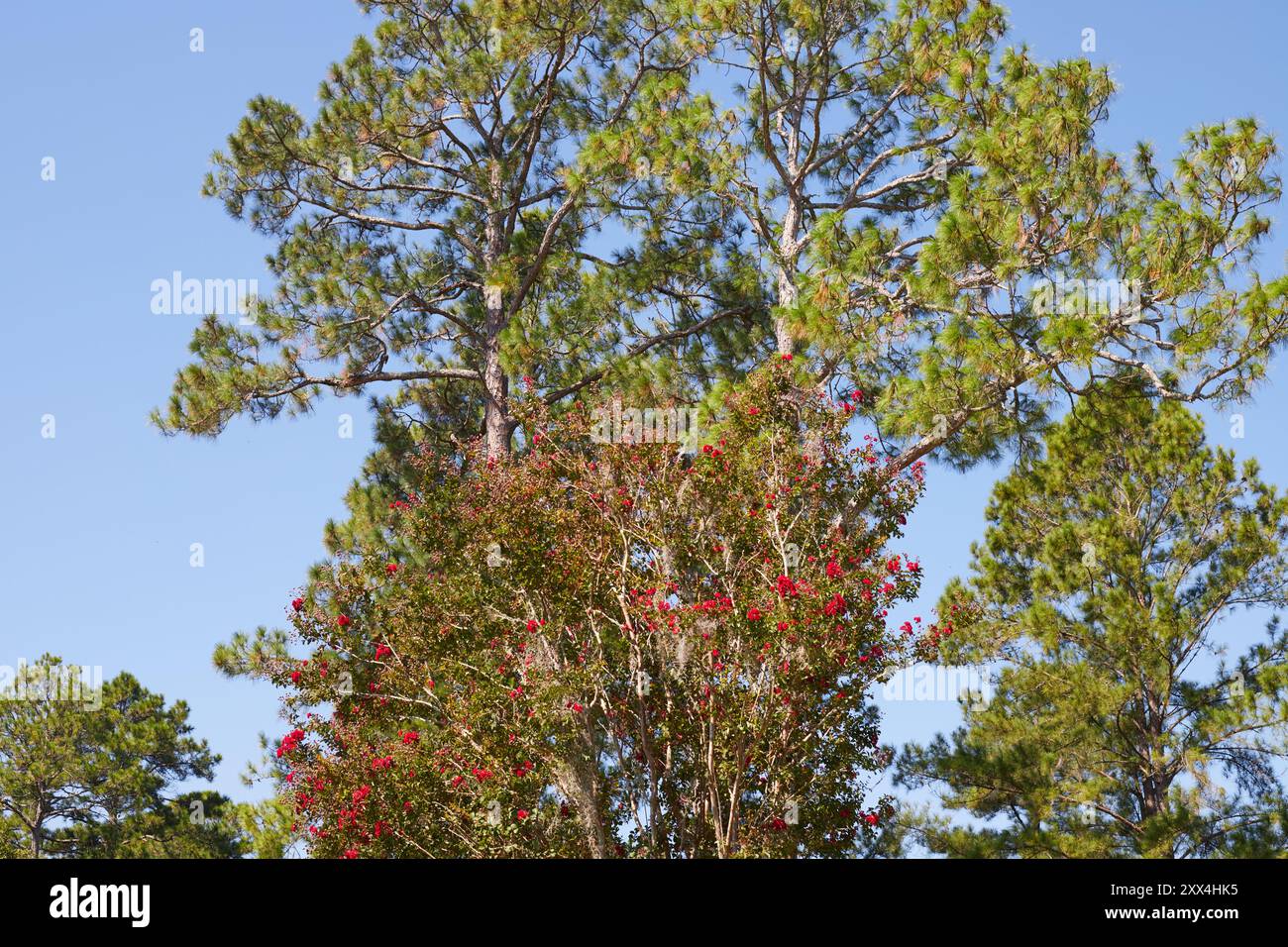 Countryside tree scape photos on a summers day in South Eastern Georgia ...