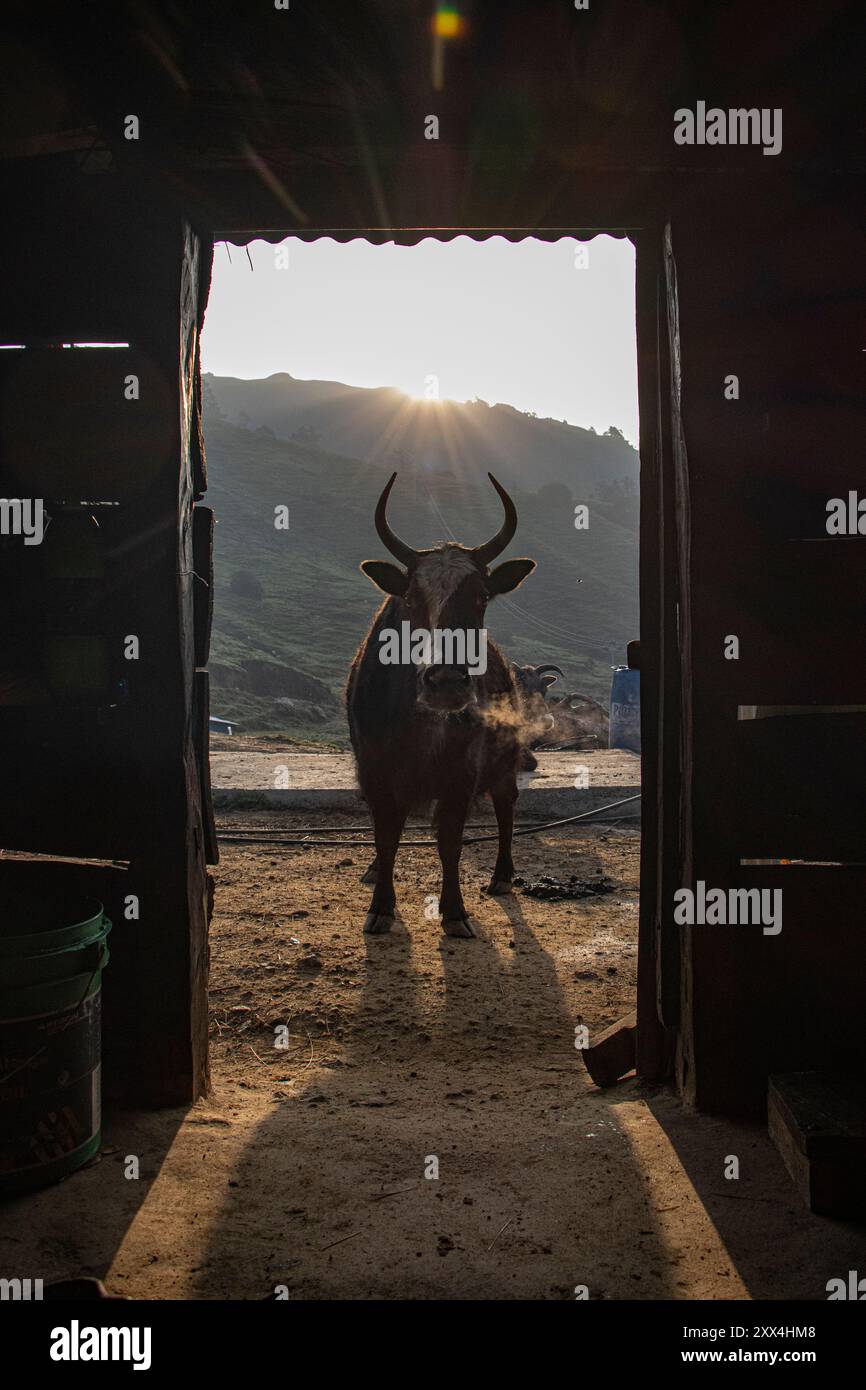 Chauri peeks into its master's tent (chauri goth) as the sun rises ...