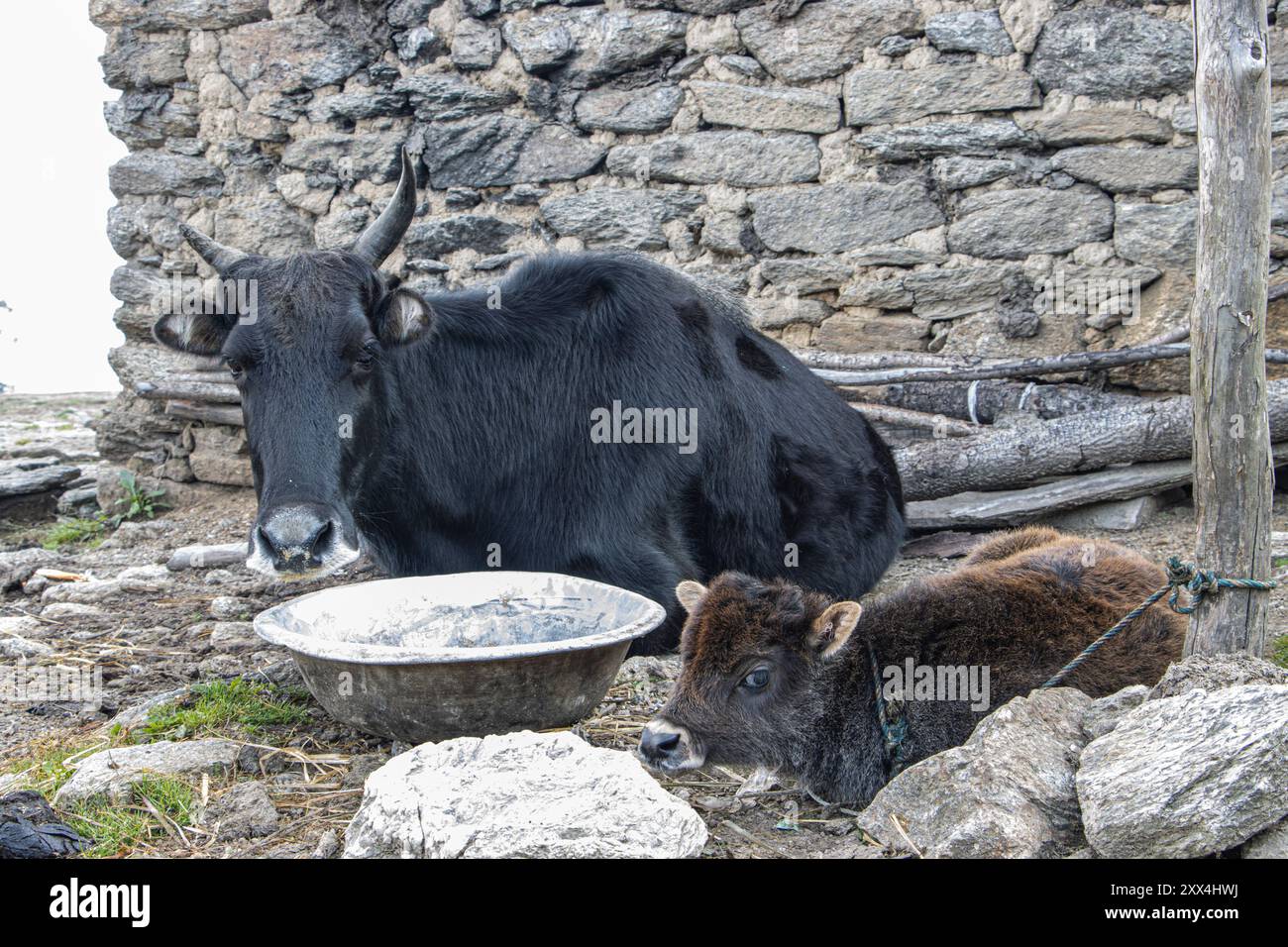 A mother and a few weeks old baby chauri at Chauri Goth (shed) in ...
