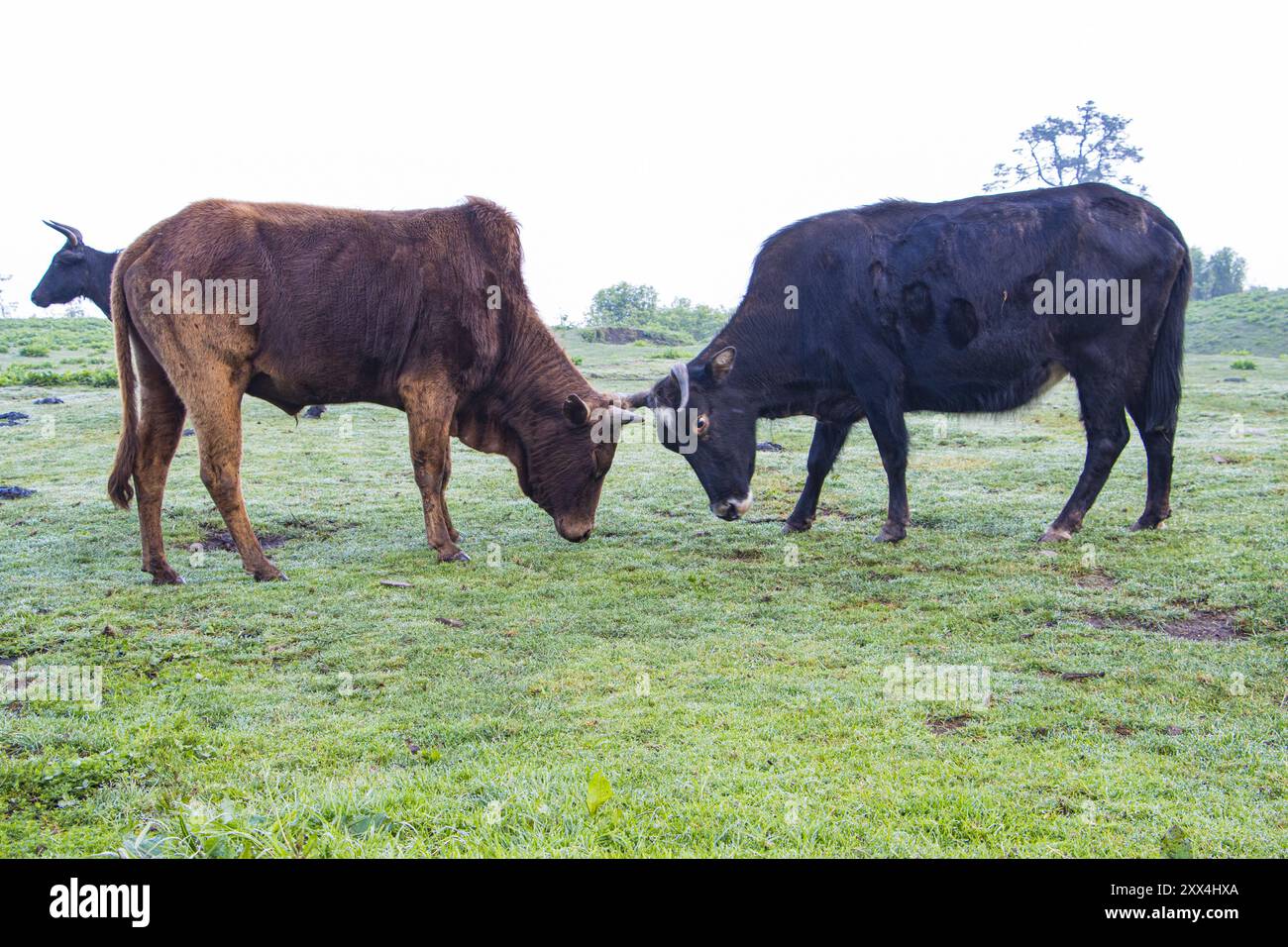 Yak shed hi-res stock photography and images - Alamy