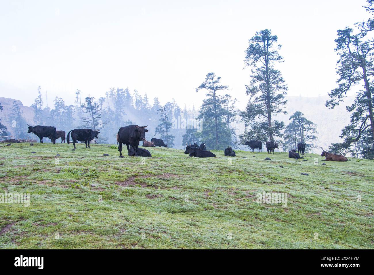 Yak shed hi-res stock photography and images - Alamy