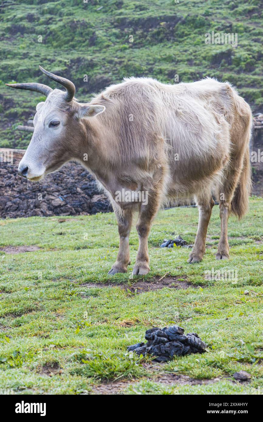 Yak shed hi-res stock photography and images - Alamy