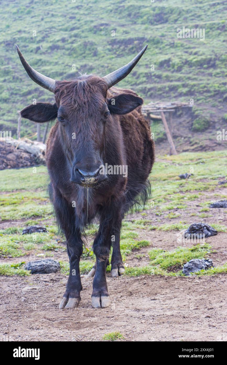 Yak shed hi-res stock photography and images - Alamy