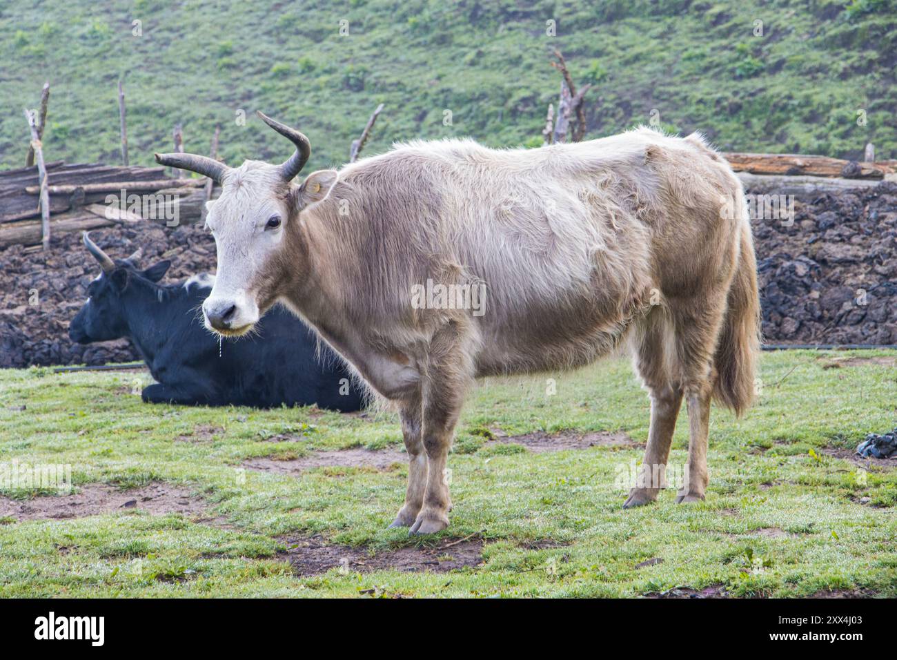 Chauri of nepal hi-res stock photography and images - Alamy