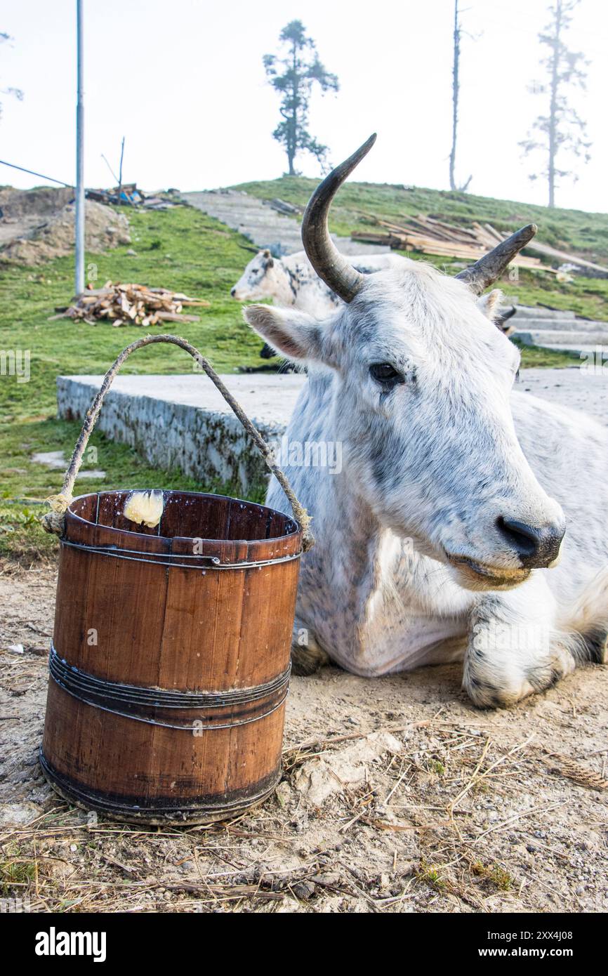 Yak shed hi-res stock photography and images - Alamy