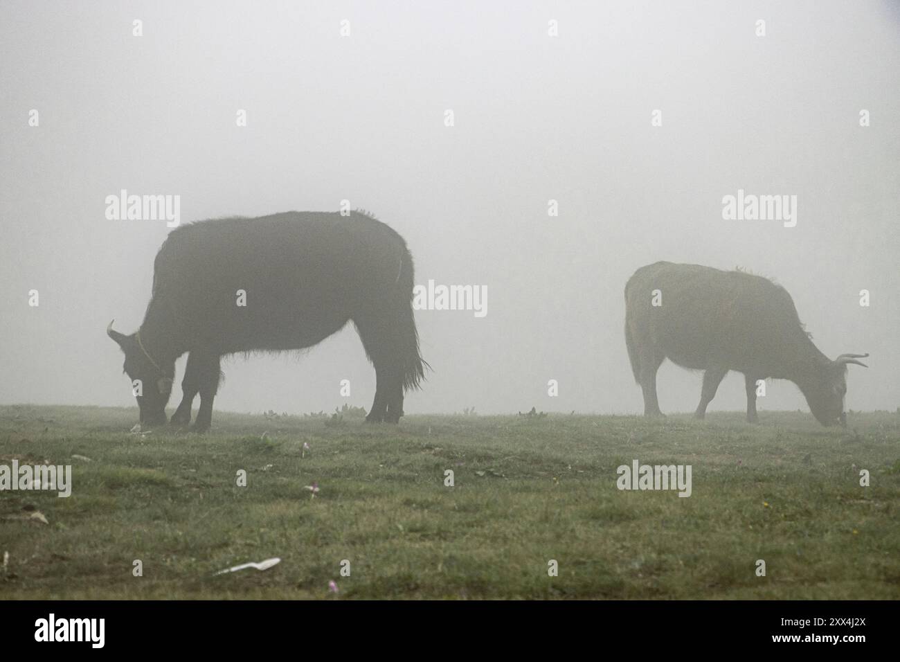 Chauri (Yaks) grazing at 3200 m. in the foggy evening. Sailung ...