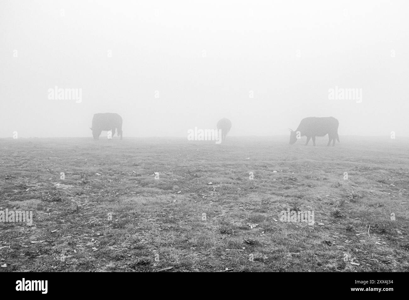 Ghee making Black and White Stock Photos & Images - Alamy