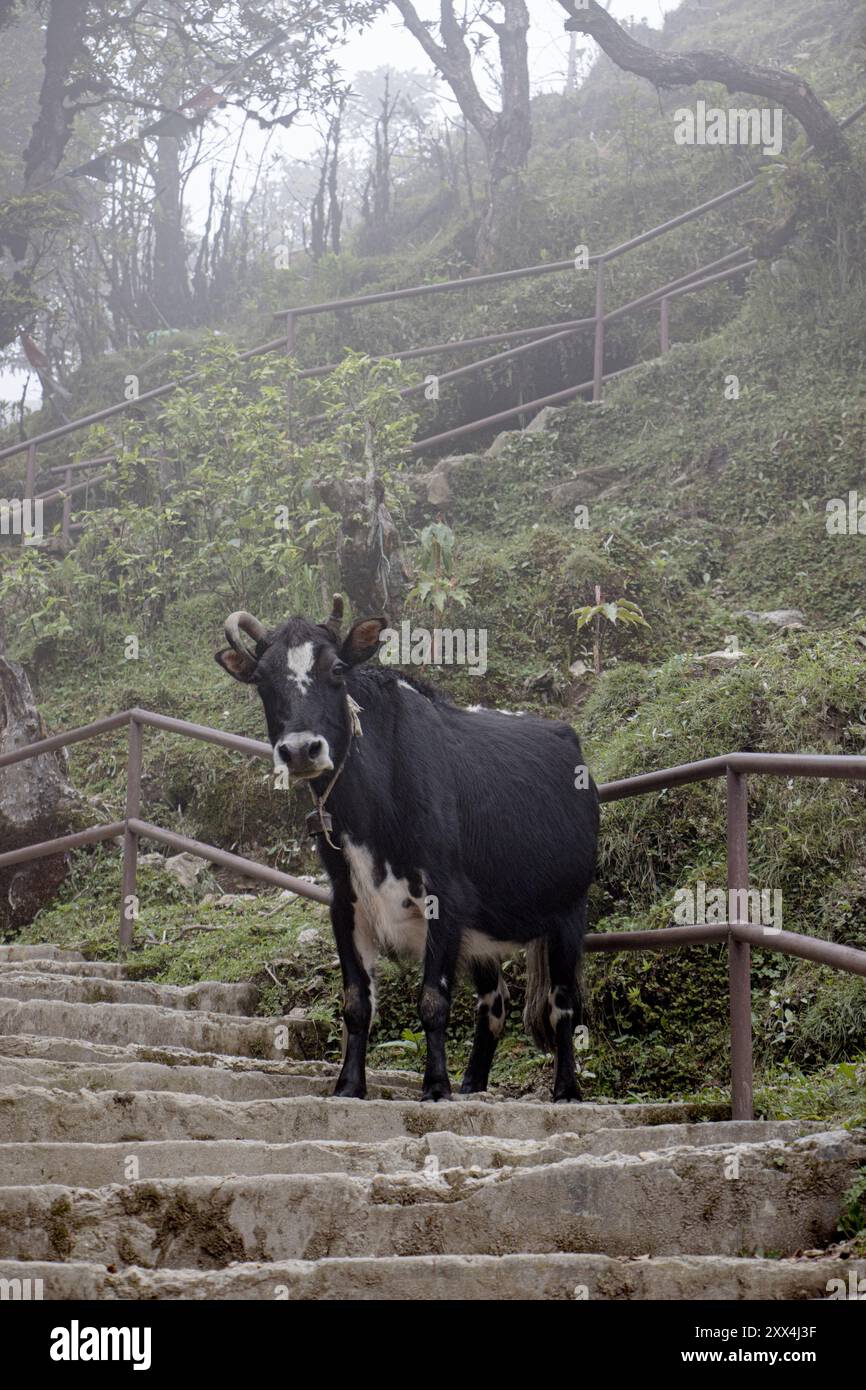 Chauri (Yaks) return to their chauri goth (shed) after grazing all day ...