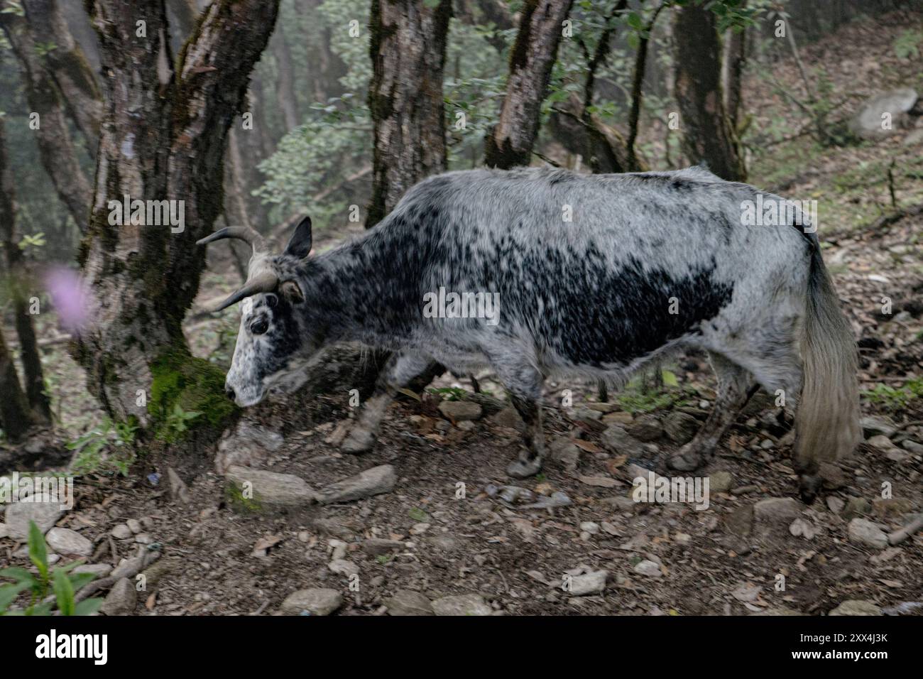 Chauri (Yaks) return to their chauri goth (shed) after grazing all day ...