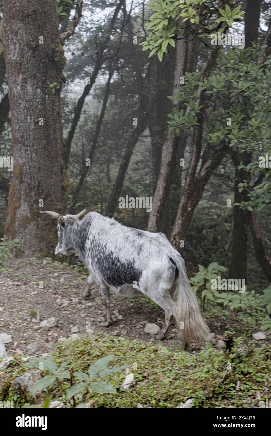 Chauri (Yaks) return to their chauri goth (shed) after grazing all day ...