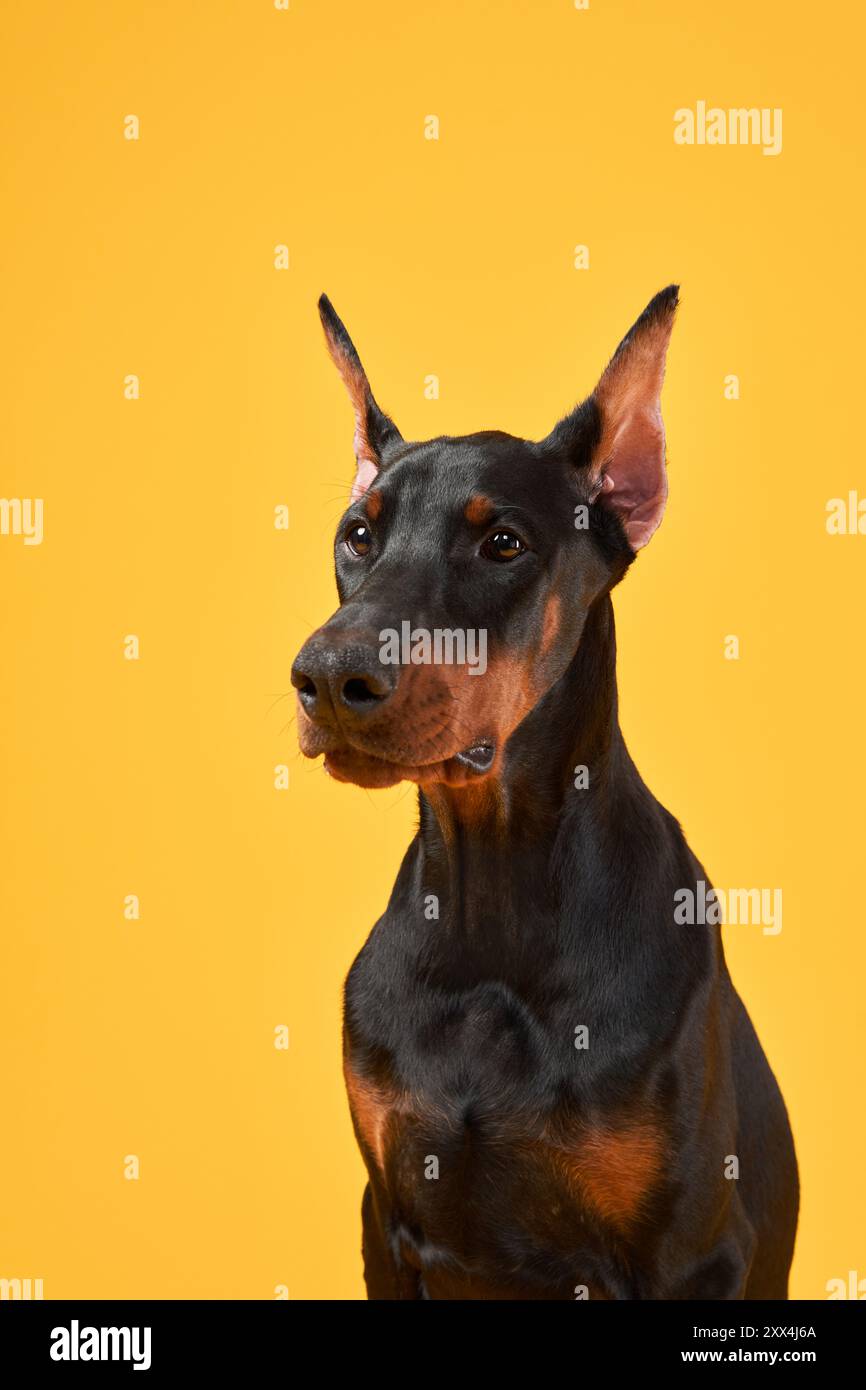 Keen posture hi-res stock photography and images - Alamy