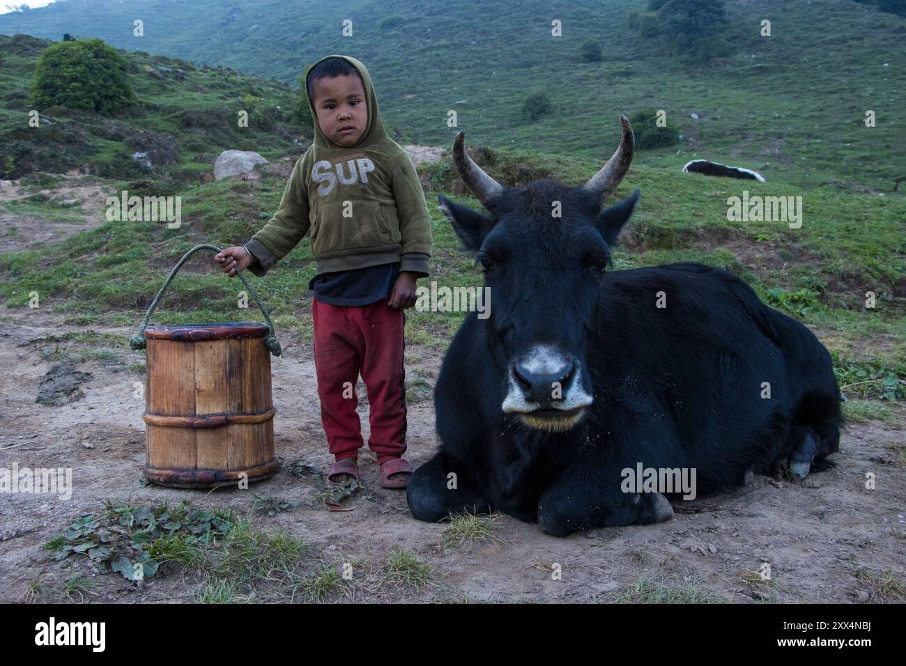 A baby chauri herder with his favorite chauri in Sailung, Ramechhap ...