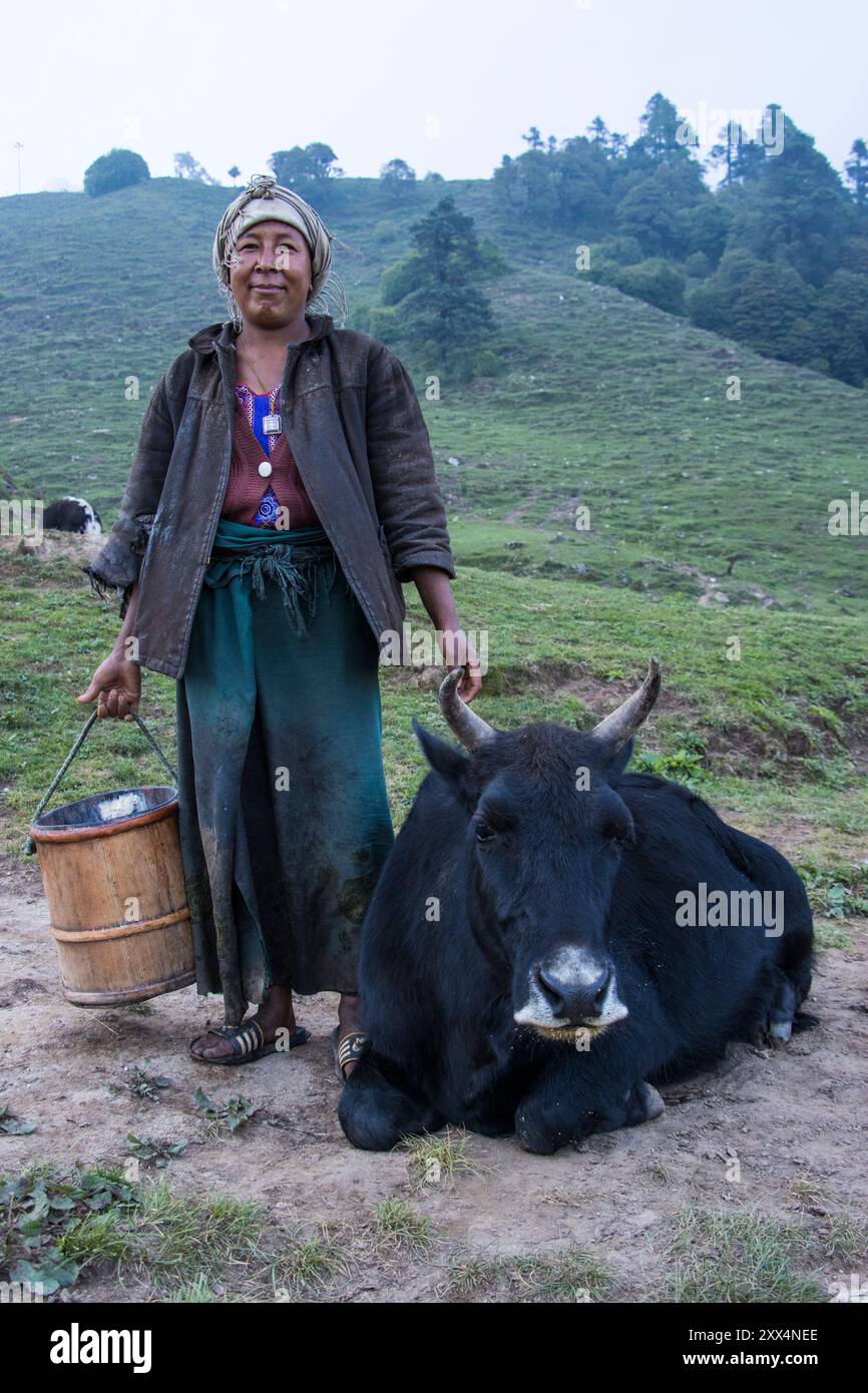 A chauri herder with one of her many chauris in Sailung, Ramechhap ...