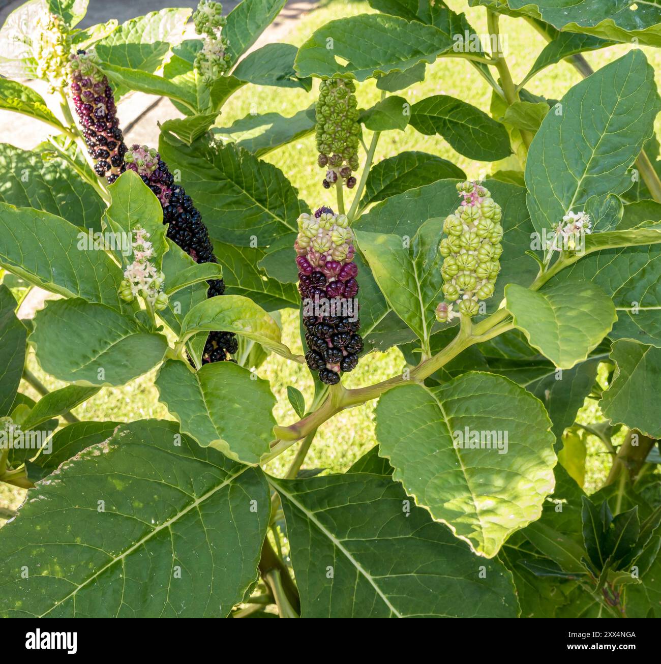 Purple berries of Pokeweed plant Stock Photo - Alamy