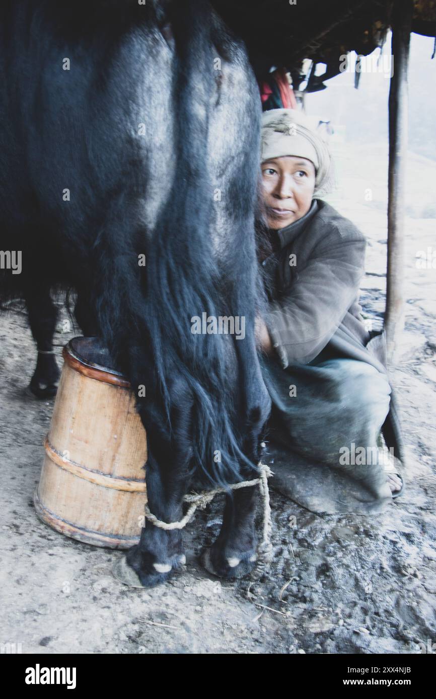 A chauri herder milking chauri. She collects milk in a dhungro, a ...