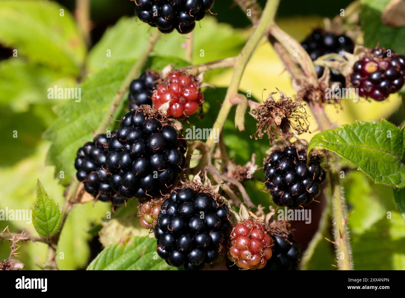 Drupelets hi-res stock photography and images - Alamy