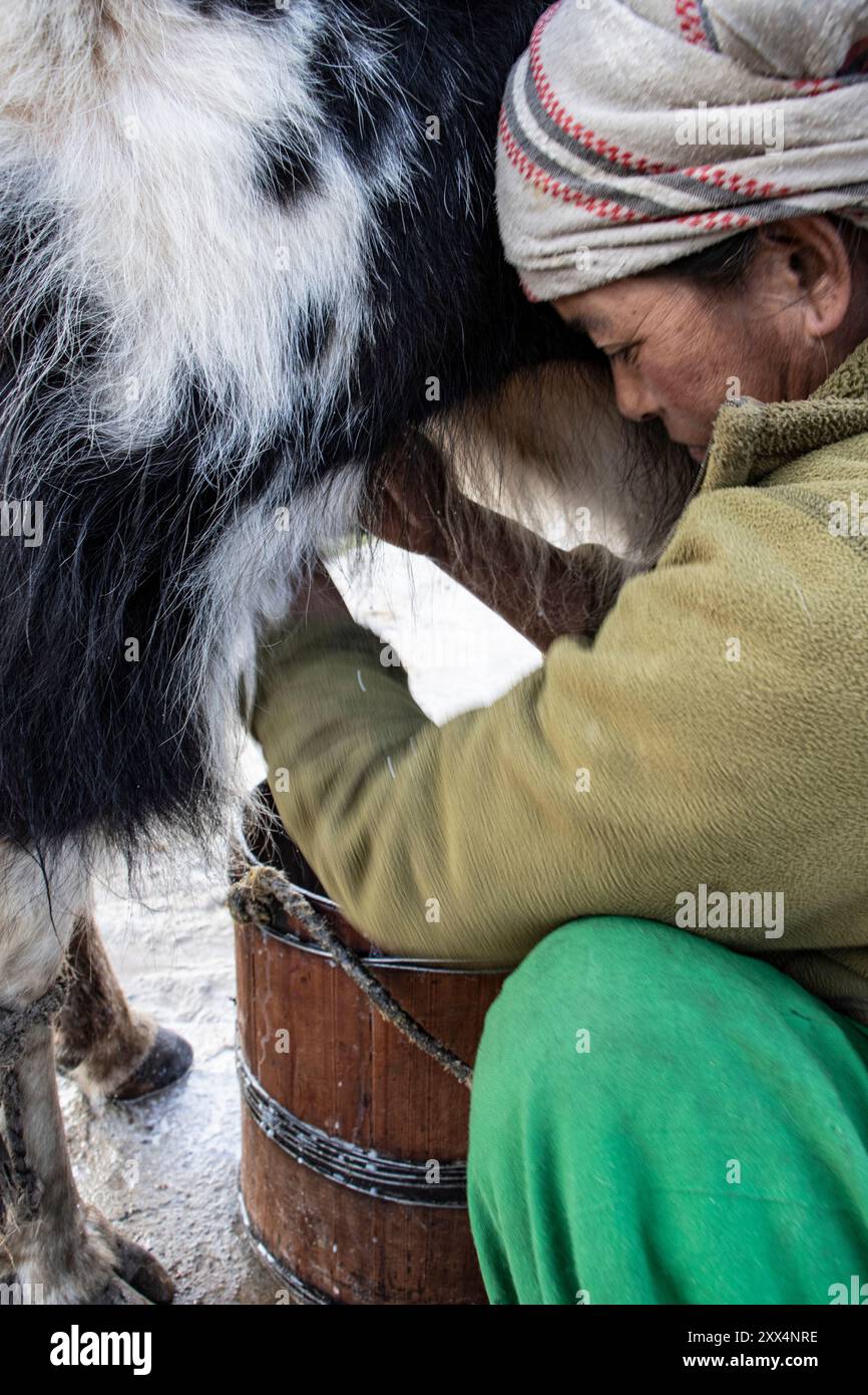 Yak herders nepal hi-res stock photography and images - Alamy