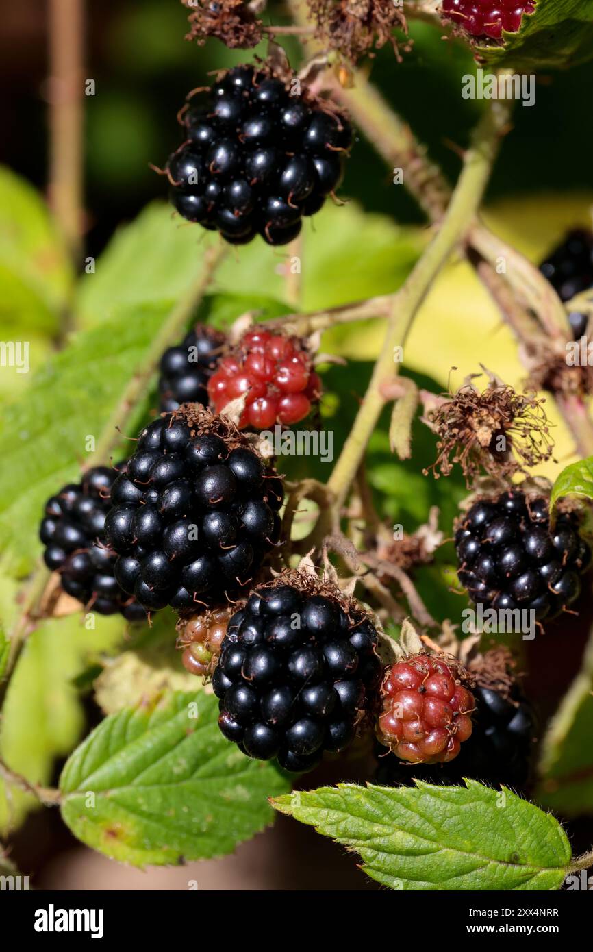 Shiny beaded black fruit hi-res stock photography and images - Alamy
