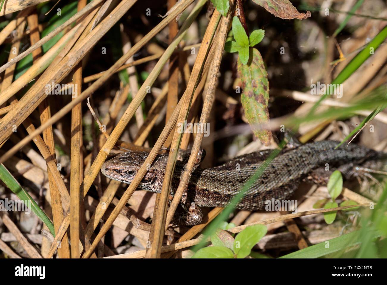 Common lizard Lacerta vivipara, scaly grey brown skin with dark ...