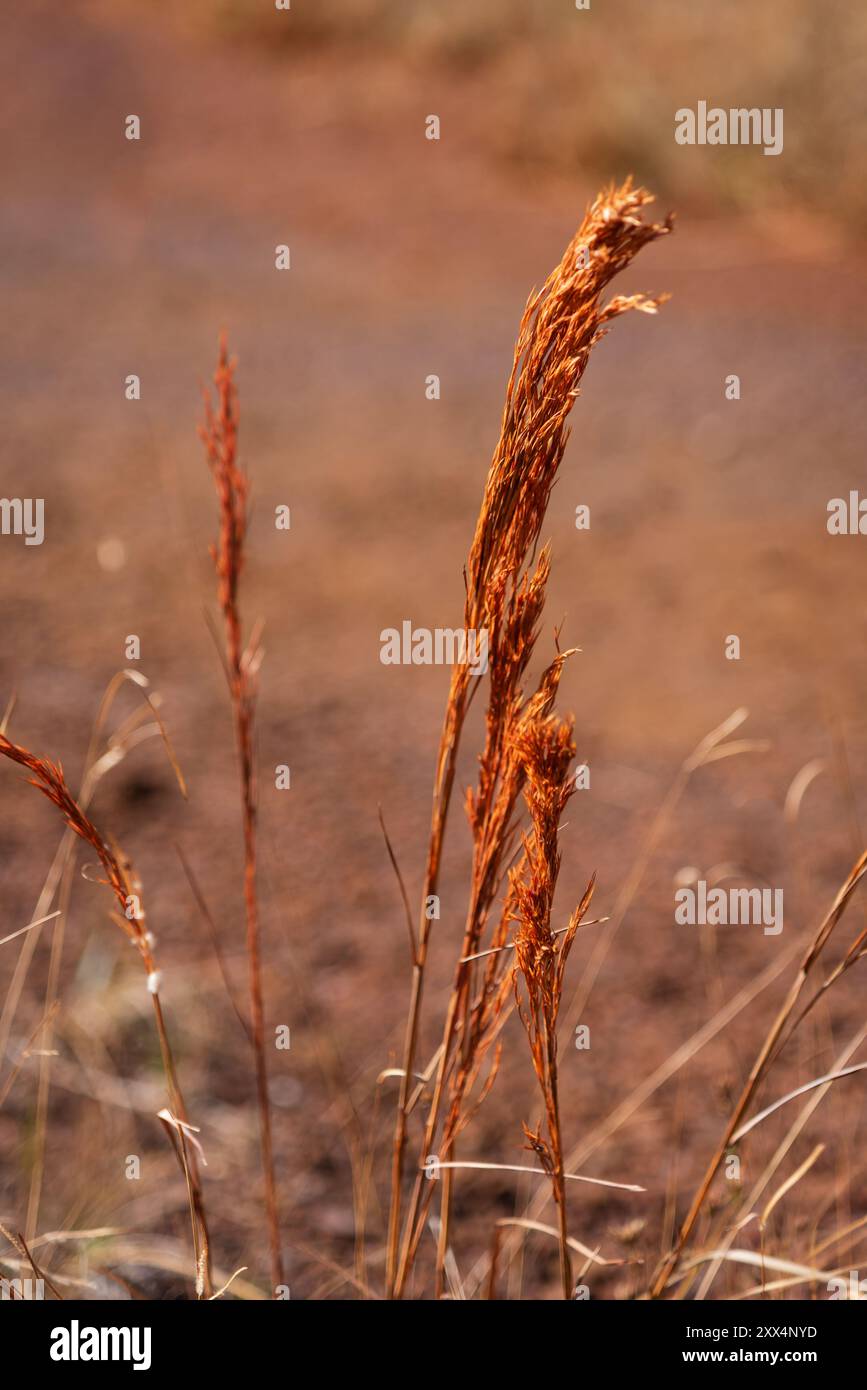 Orange ornamental grass at Parque da Serra do Curral in Belo Horizonte ...