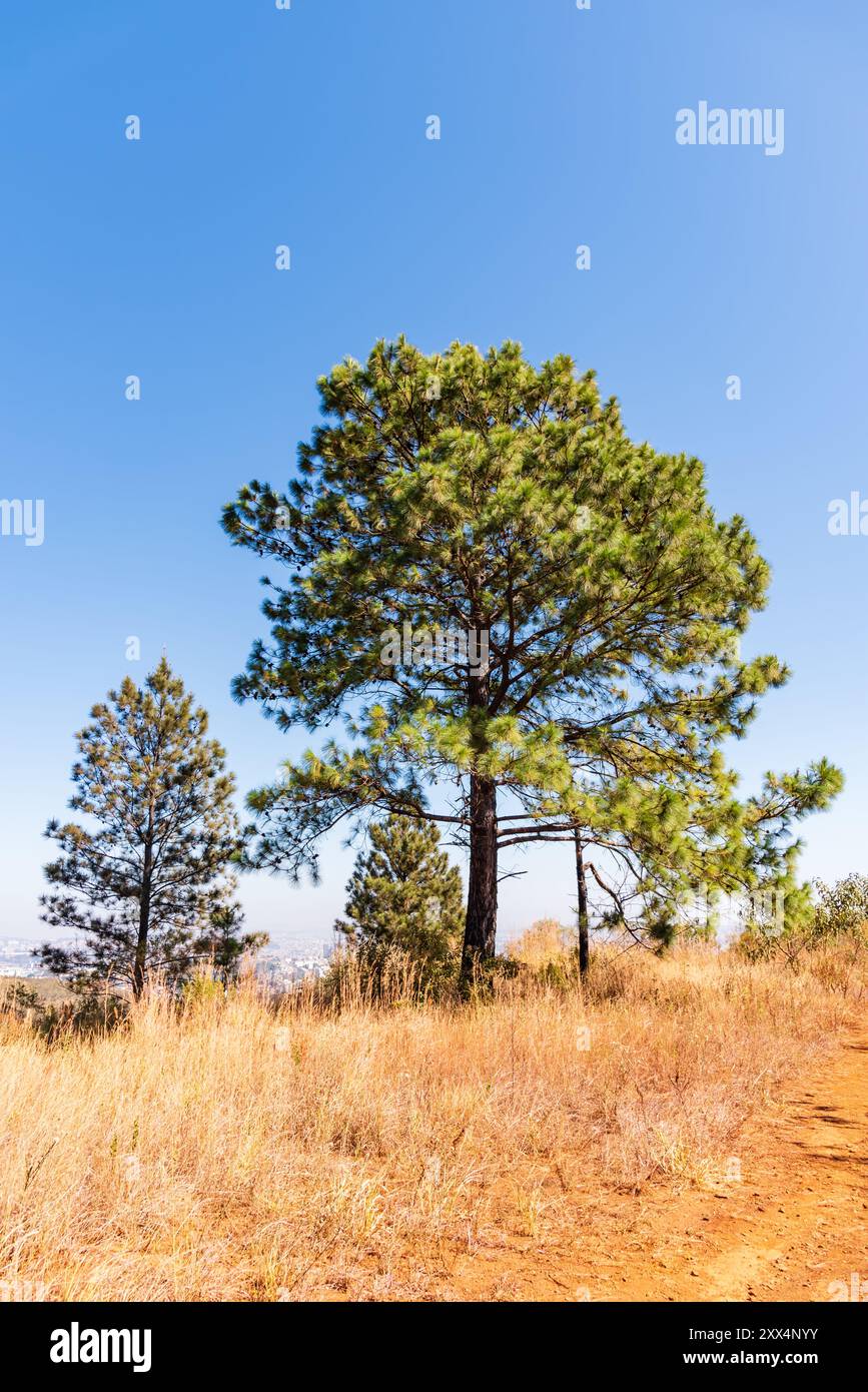 Parque da serra do curral hi-res stock photography and images - Alamy