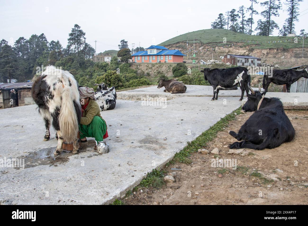 A chauri herder milking chauri. She collects milk in a dhungro, a ...