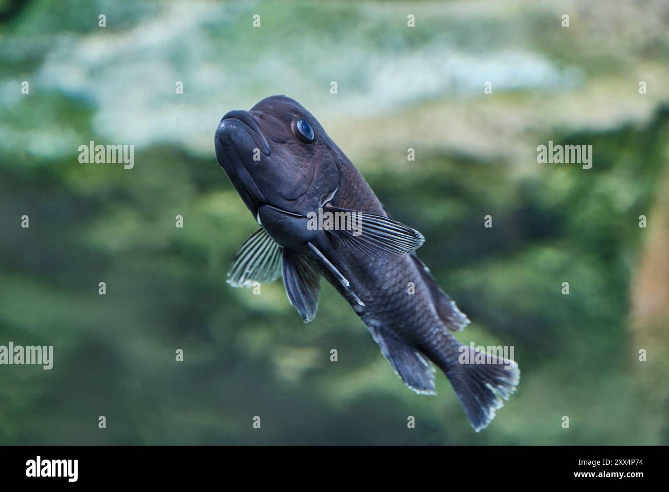 Portrait of fish cyphotilapia frontosa, frontosa cichlid, living in ...