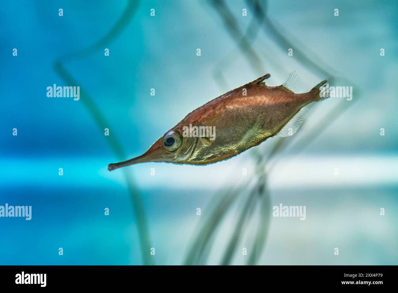 Portrait of fish Common snipe, living in aquarium. Longspine snipefish ...