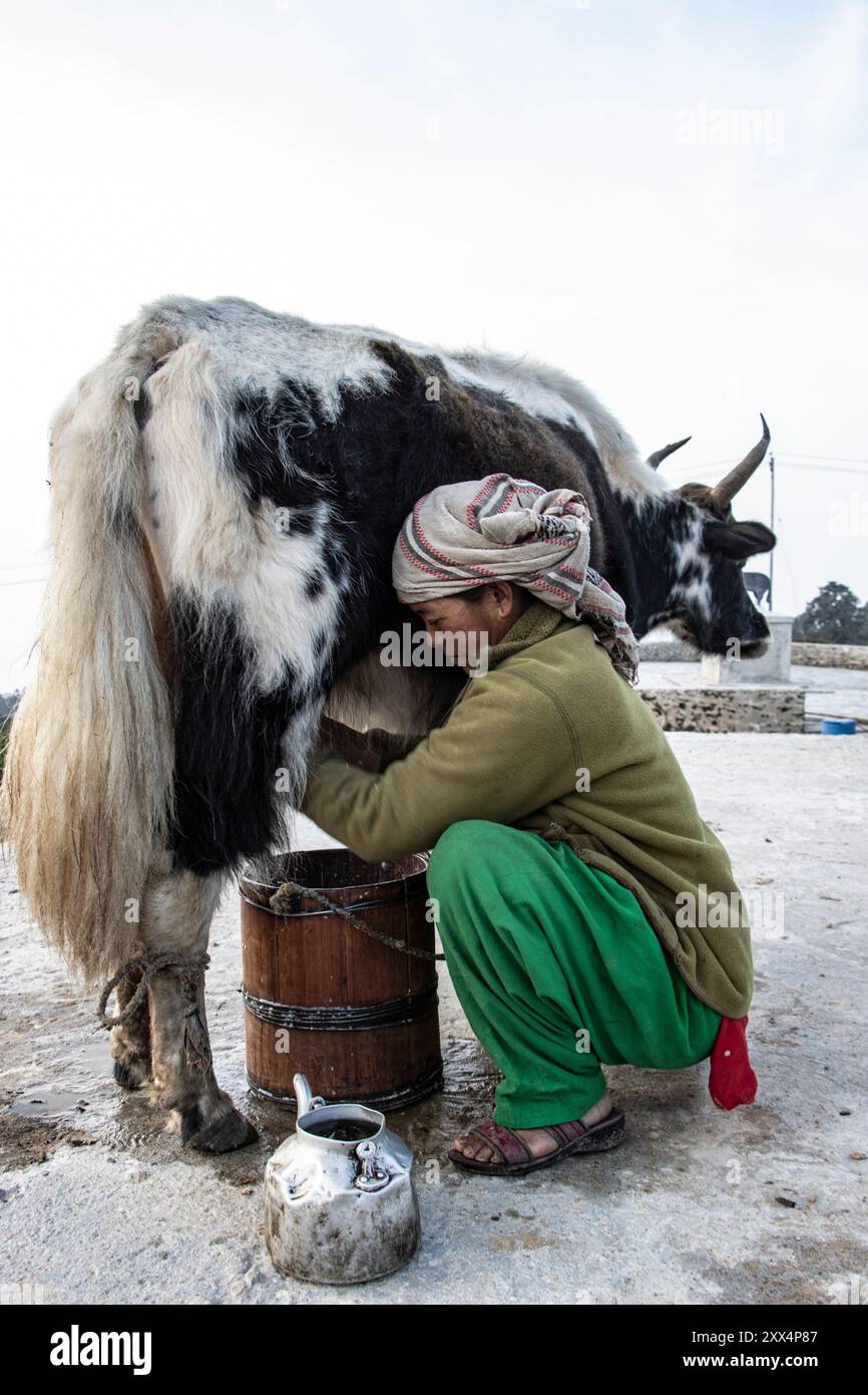 Yak herders nepal hi-res stock photography and images - Alamy