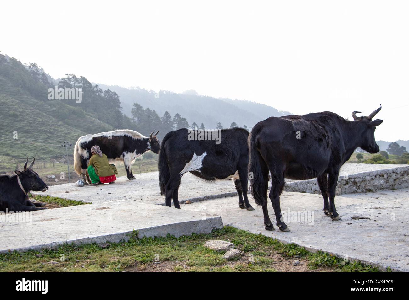 Milking chauri hi-res stock photography and images - Alamy