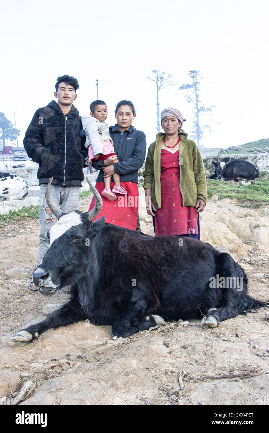 Yak family hi-res stock photography and images - Alamy