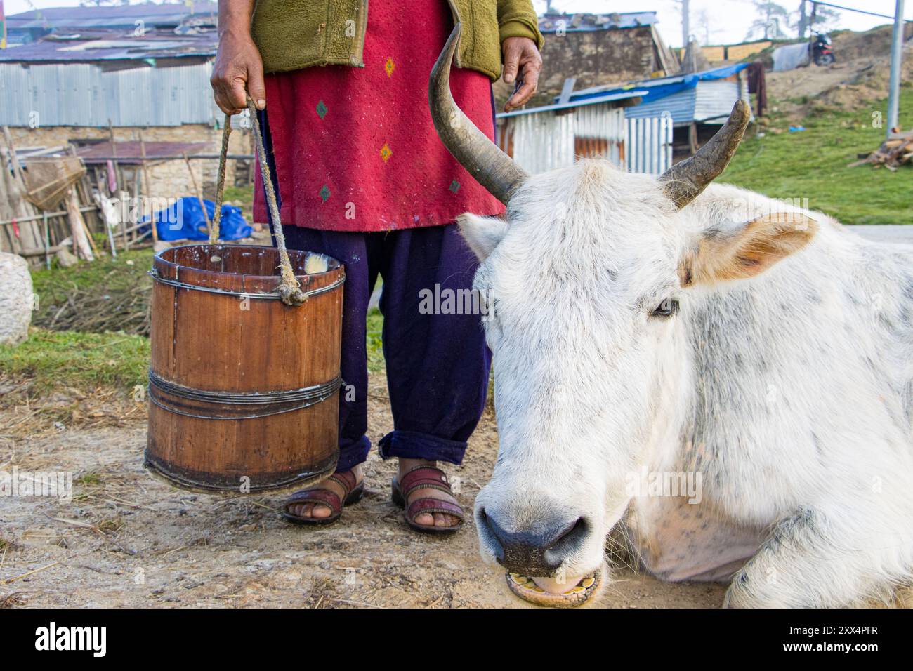 A chauri herder with one of her 20 chauris in Sailung, Ramechhap ...