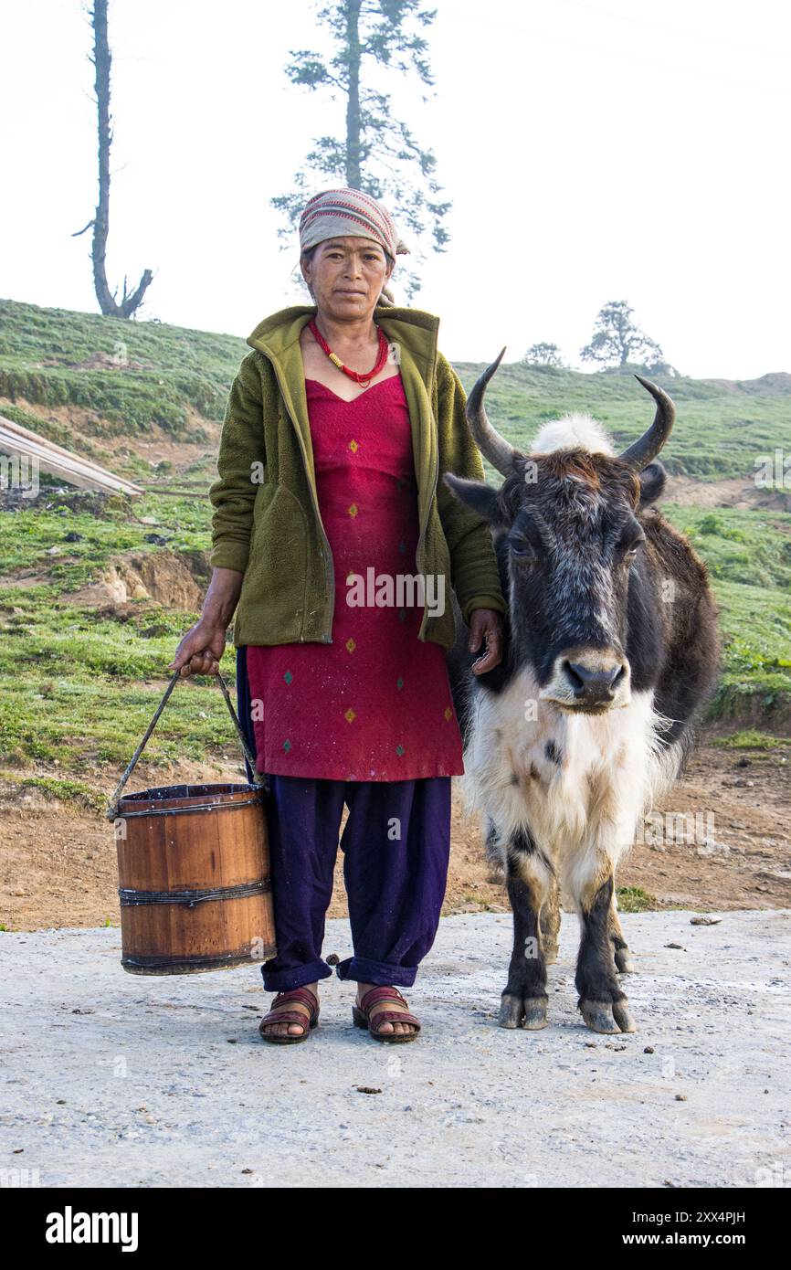 A chauri herder with one of her 20 chauris in Sailung, Ramechhap ...