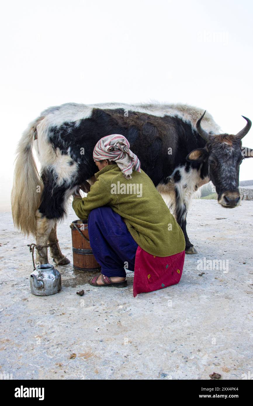 A chauri herder milking chauri (cross of Yak and Cow. She collects milk ...