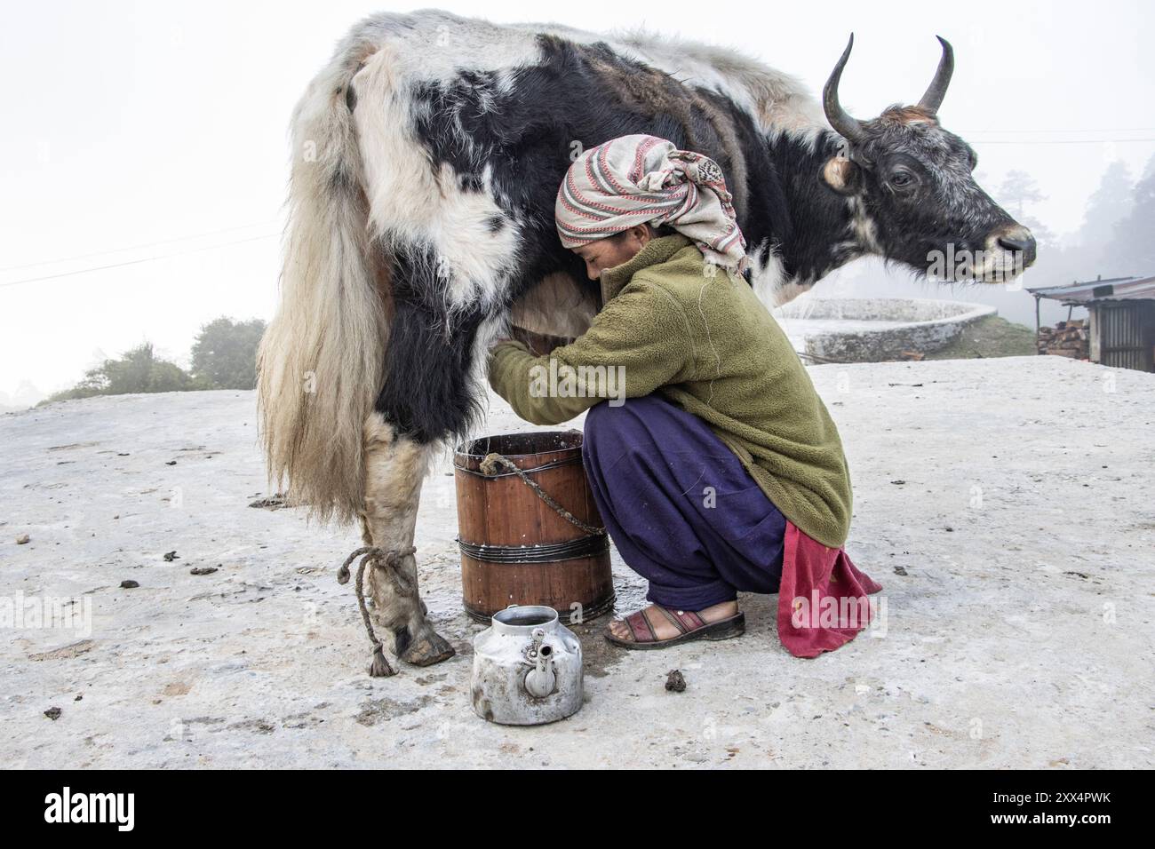 Yak herders nepal hi-res stock photography and images - Alamy