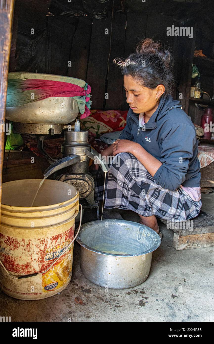 Chauri milk is boiled and churned using a modern churner that produces ...