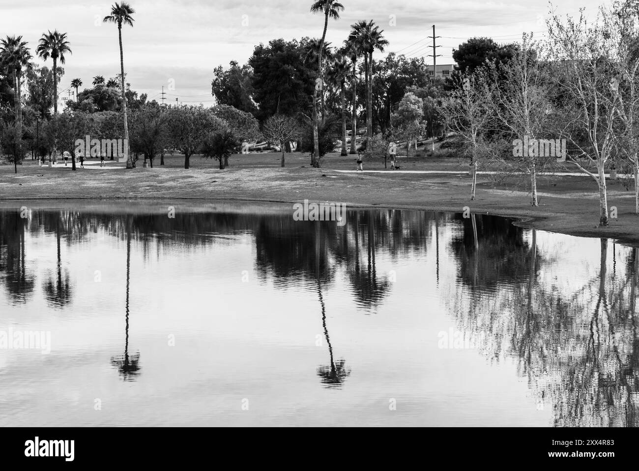 Black and white view of trees reflected on man-made Lake by Chaparral ...