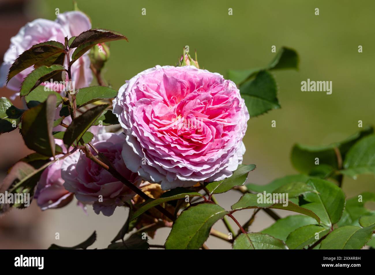 Vibrant pink Floribunda Rose blooming in a lush bush of vibrant green ...