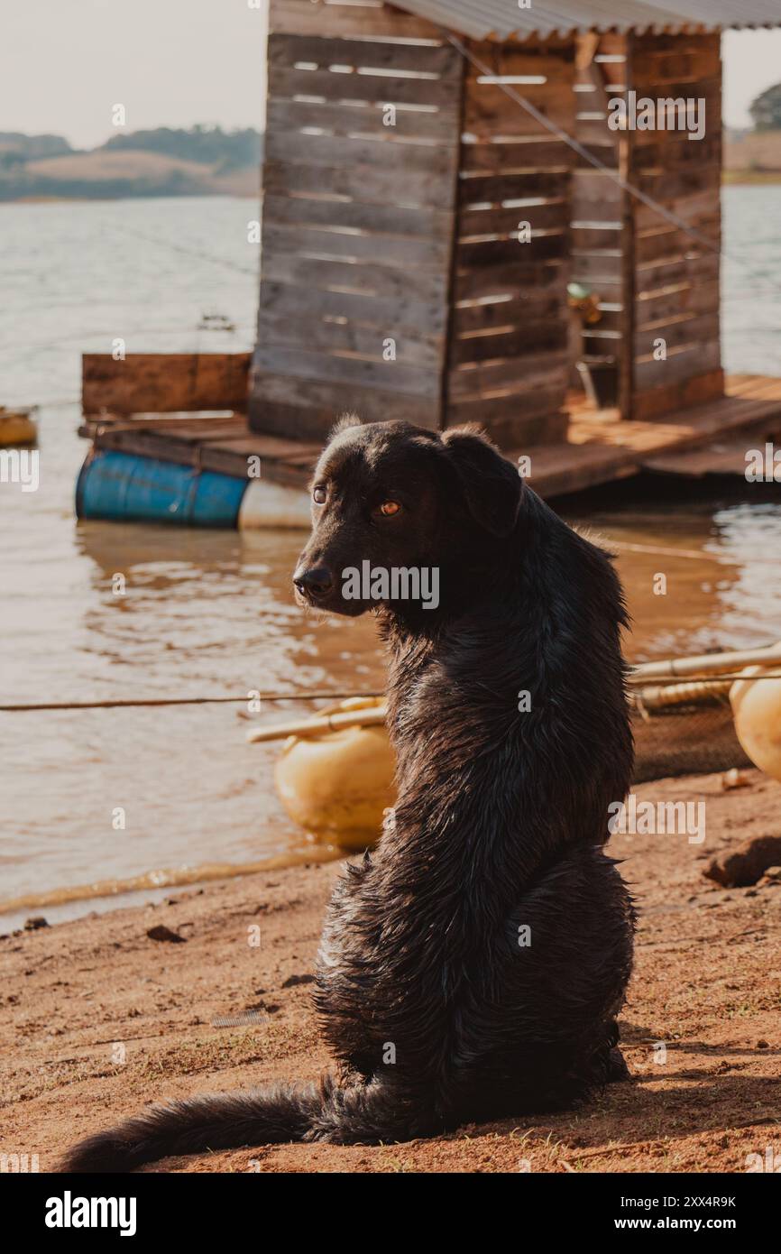 Dog rear view sitting hi-res stock photography and images - Alamy